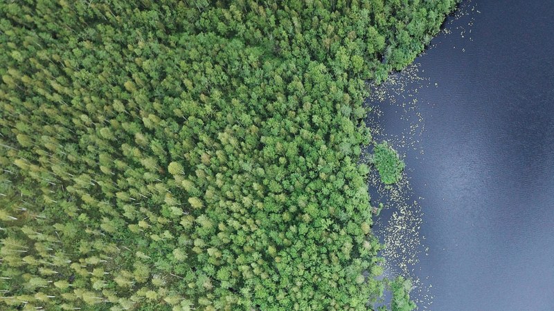 Copernicus maps | European forest maps | Forest Information System of ...