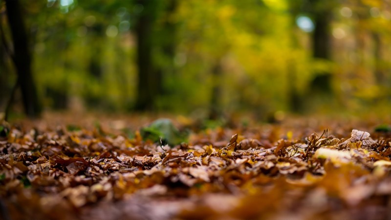 Research corner | Forest Information System of Europe