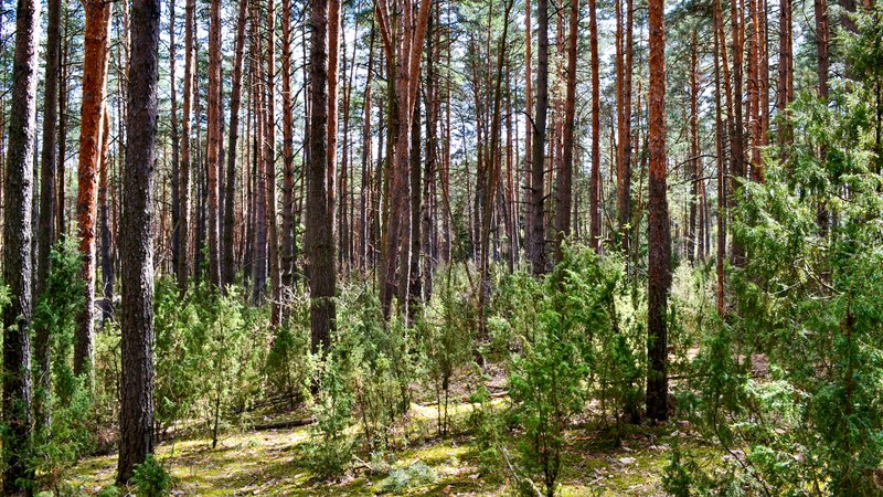 Forest management systems | Forest Information System of Europe