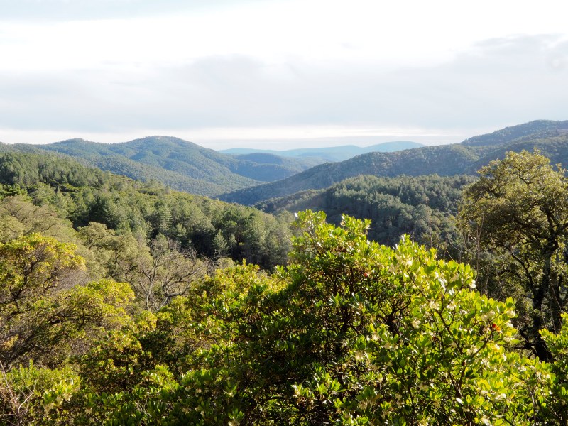 Forest ecosystems | Forest Information System of Europe