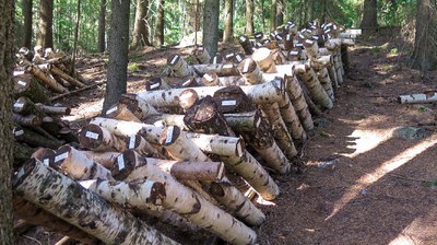 Agroforestry | Forest Information System of Europe